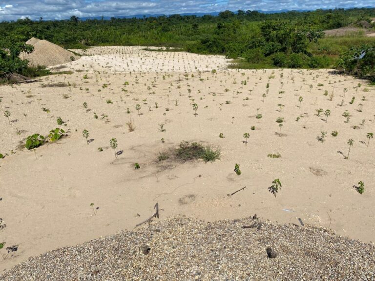 Restoration of degraded areas in the Amazon: a boost to recover ...