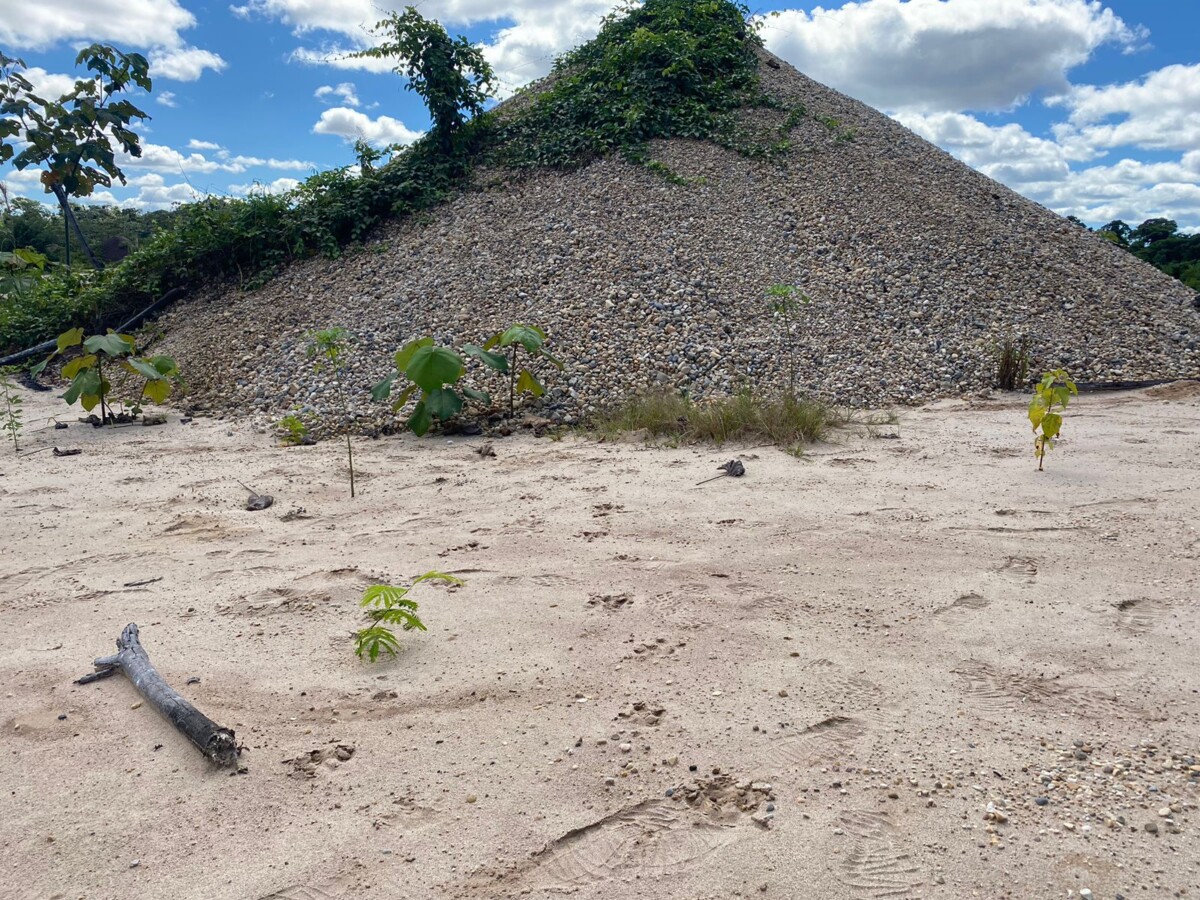 Restoration of degraded areas in the Amazon: a boost to recover ...